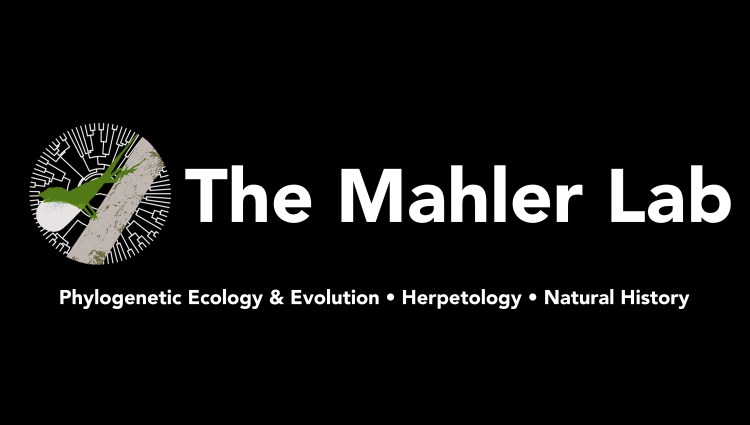 The Mahler Lab – Phylogenetic Ecology & Evolution • Herpetology ...